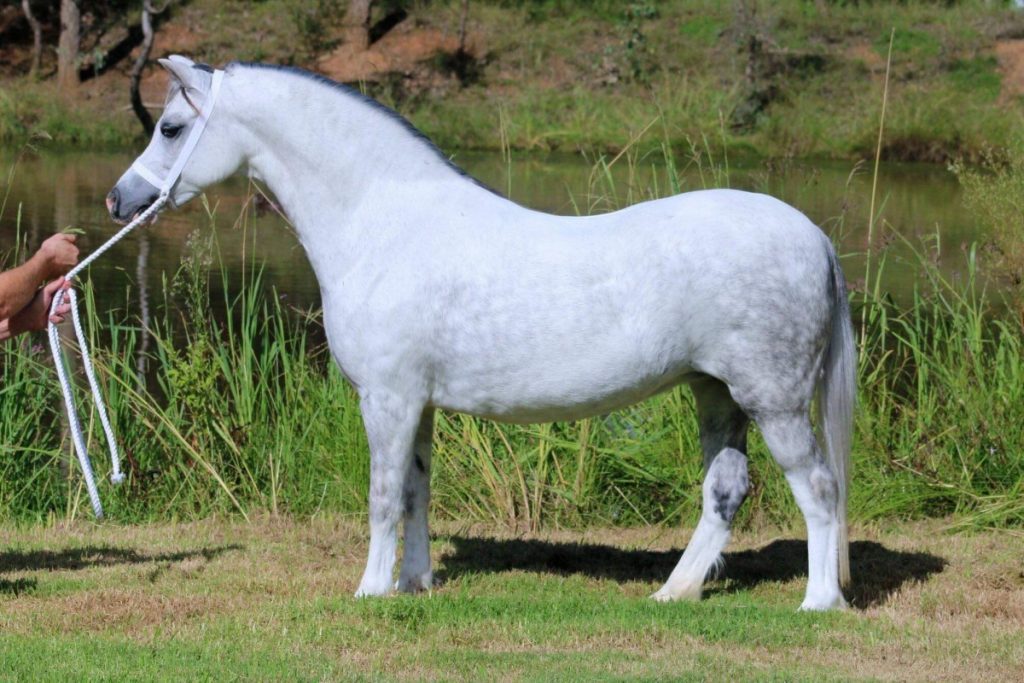 Traditional Cotton Web Halter – Supreme Horseware